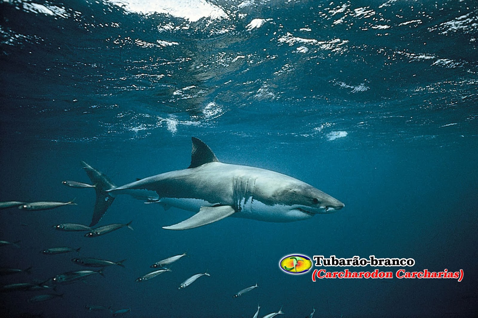 Zoologia: Tubarão-branco (Carcharodon carcharias)